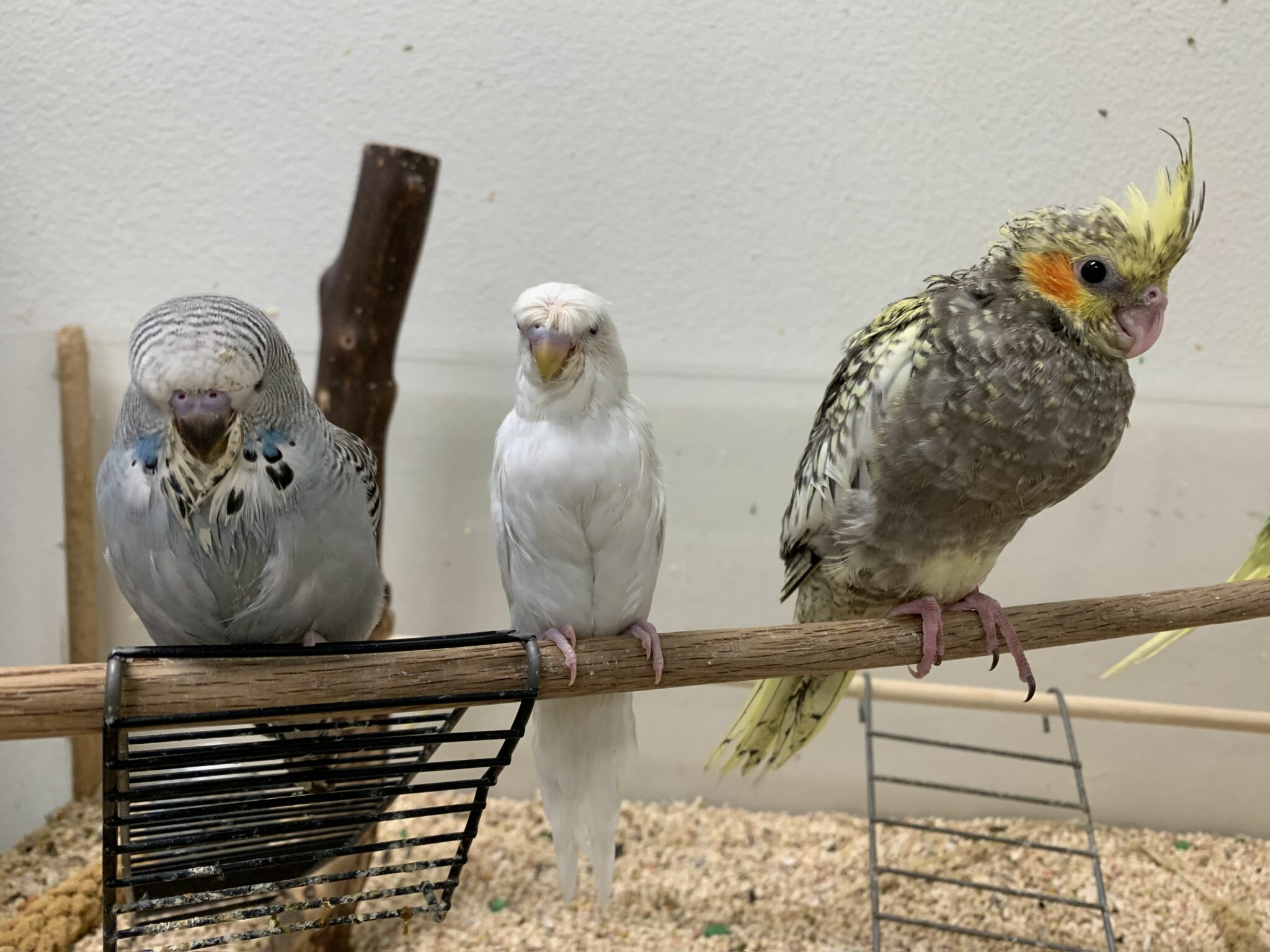 Exotic Birds Unlimited – Coachella Valley Bird Shop