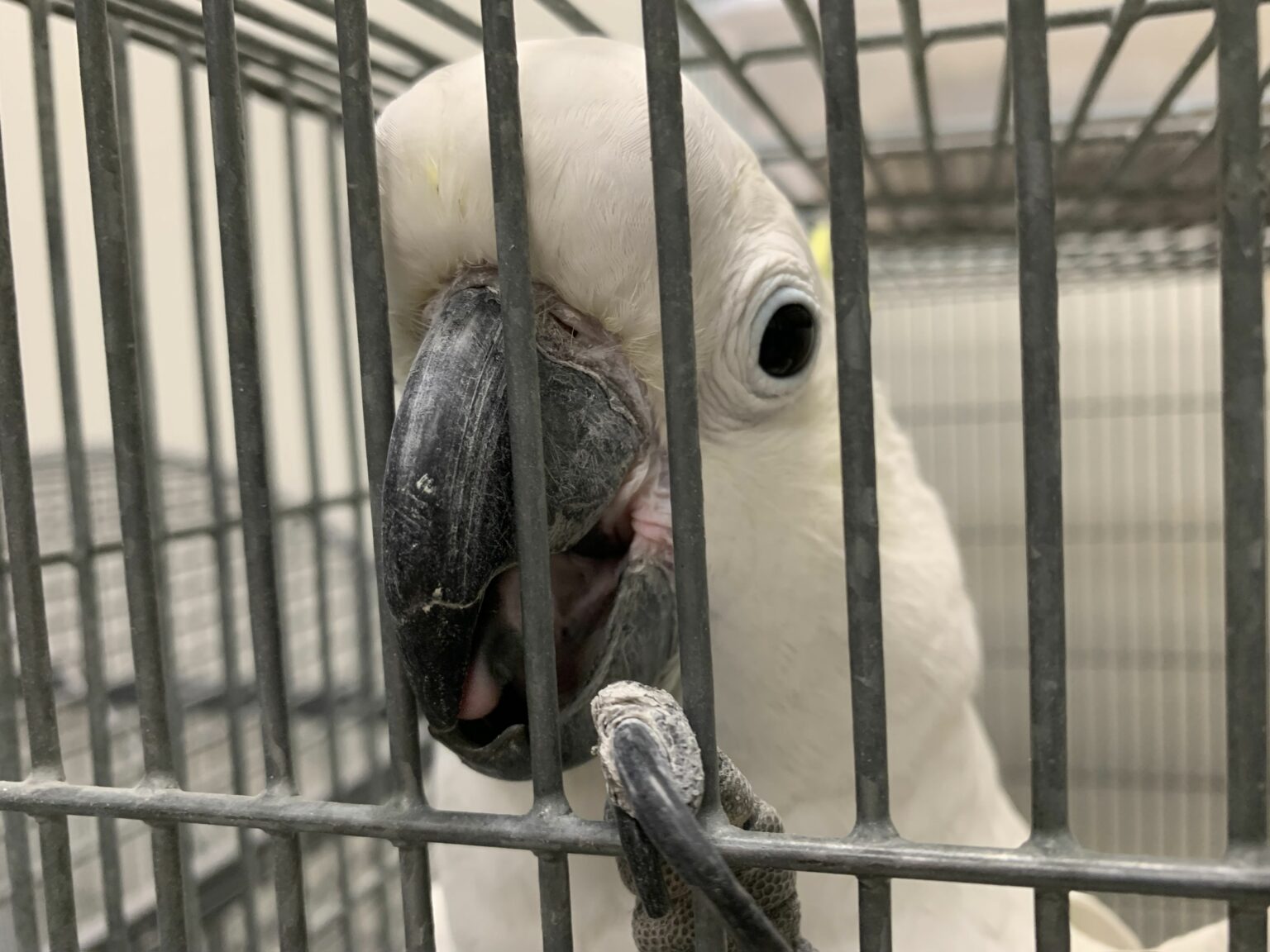 Exotic Birds Unlimited – Coachella Valley Bird Shop