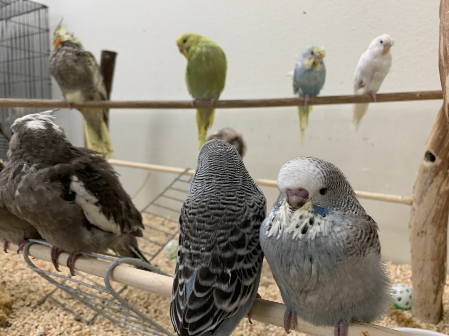 Exotic Birds Unlimited – Coachella Valley Bird Shop